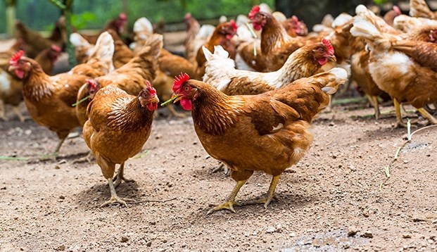 Jenis Ayam Pedaging dan Cara Pengolahannya yang Benar | Kirim Ayam